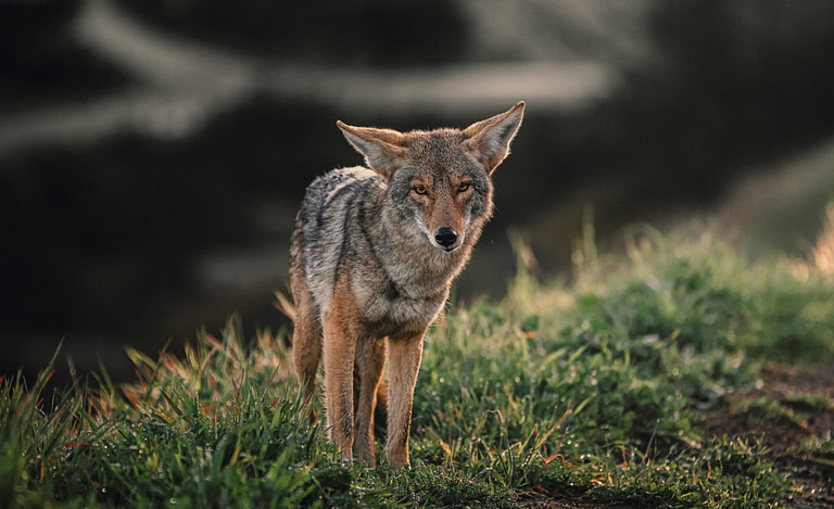The Trickster Archetype: Meaning, Symbolism, and Why Chaos Creates ...